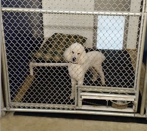 Take a Look | Petite Paws Dog Boarding